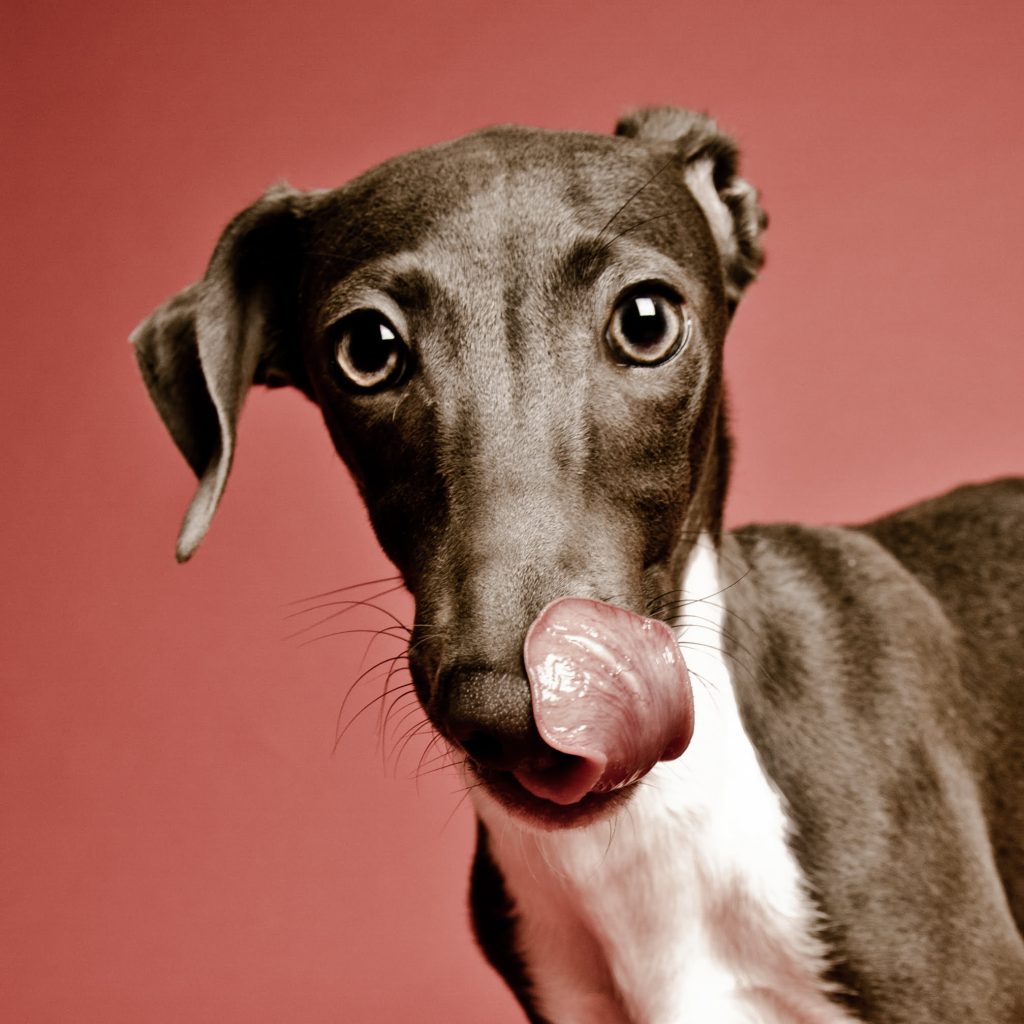 Help , mijn hond eet poep - Huisdieren.nl