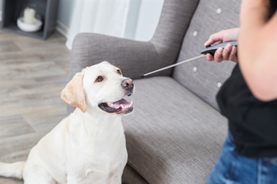 Trixie dog activity target stick aanwijsstok assorti - Huisdieren.nl